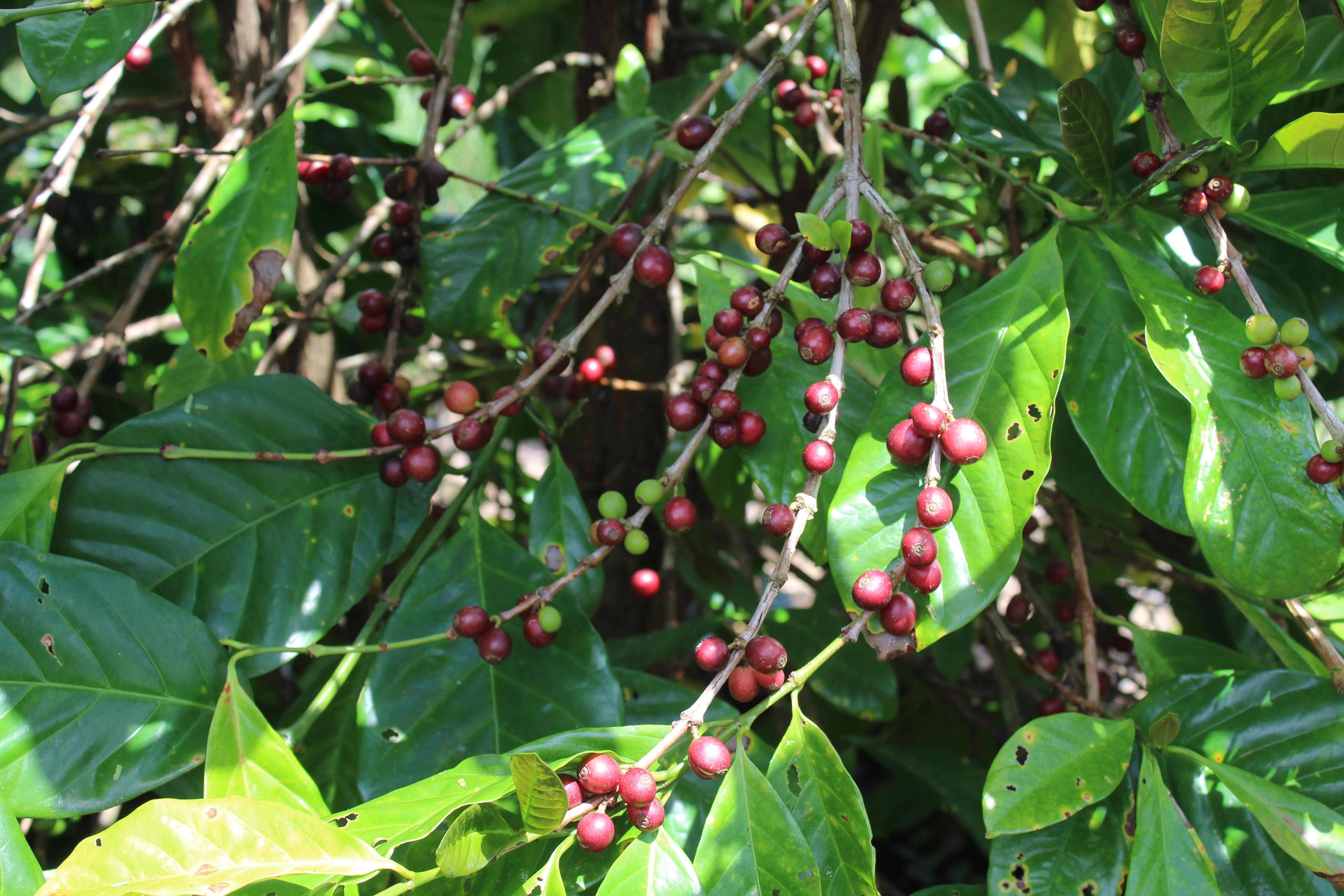 BursaKopi.com - Knowledge